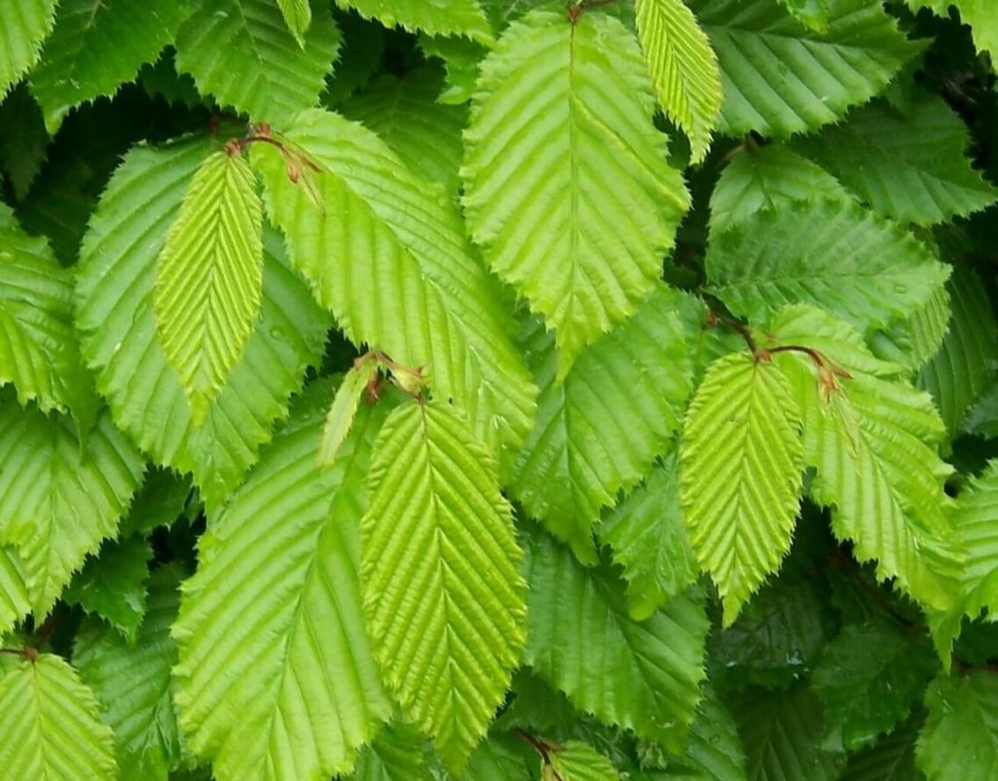 Haagbeuk - Carpinus betulus - 150/175 cm kale wortel | Haagaanplanten