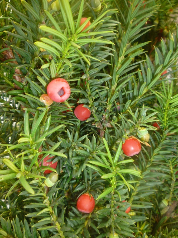 Taxus media Hicksii / Venijnboom - 50/75 cm | Haagaanplanten