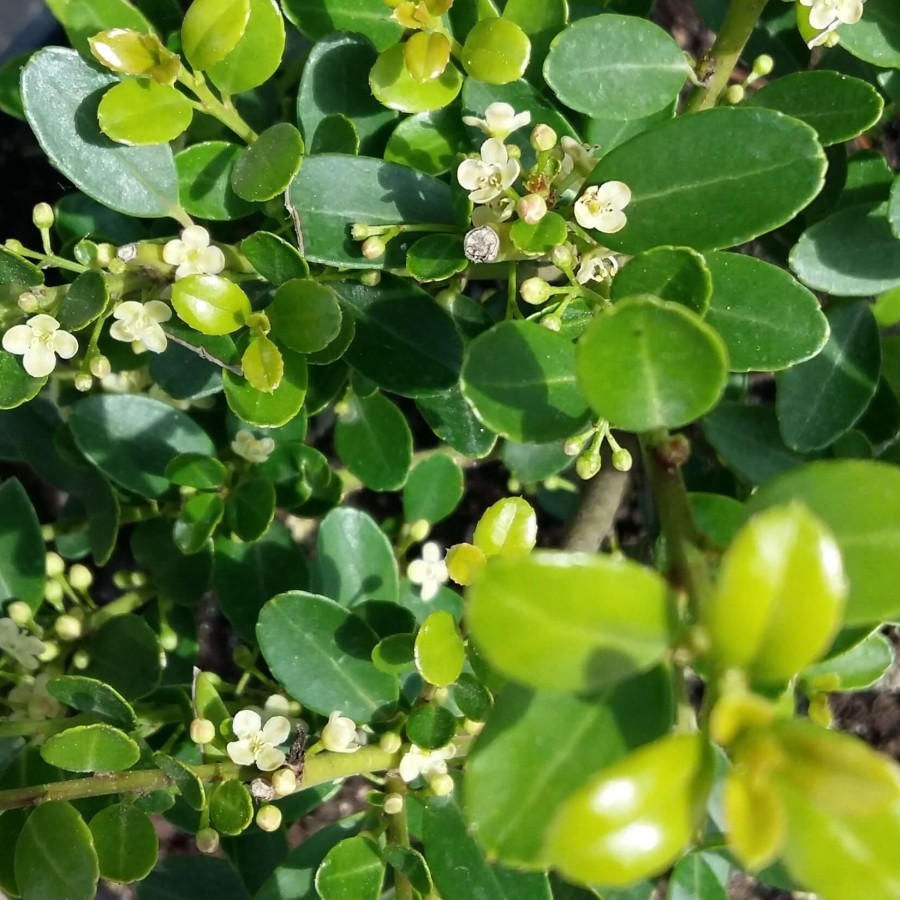 Ilex crenata Green Hedge - 30/40 cm | Haagaanplanten