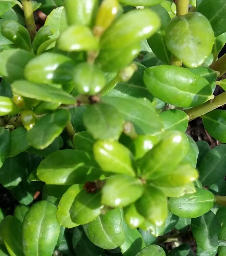Ilex crenata Convexa - Japanse hulst | Haagaanplanten
